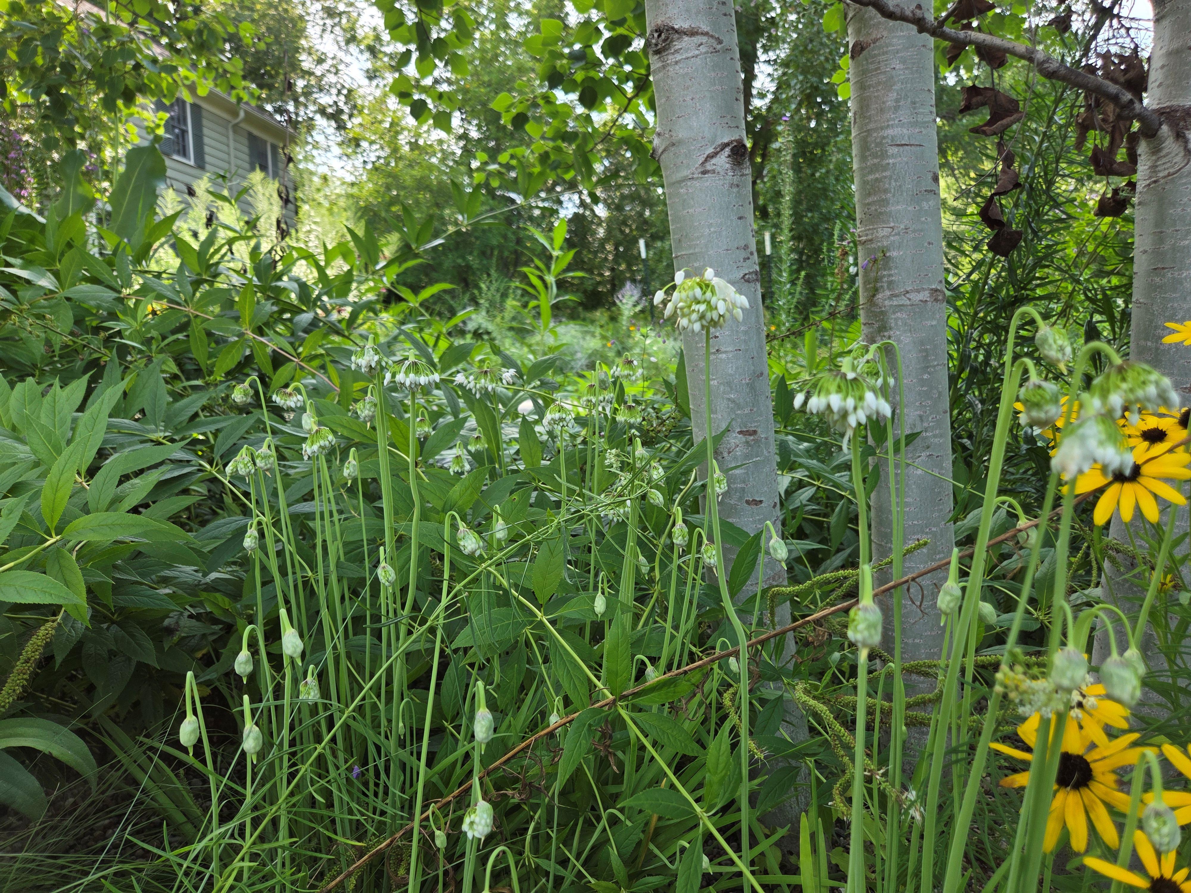 Redirecting to https://extension.umd.edu/programs/environment-natural-resources/program-areas ...